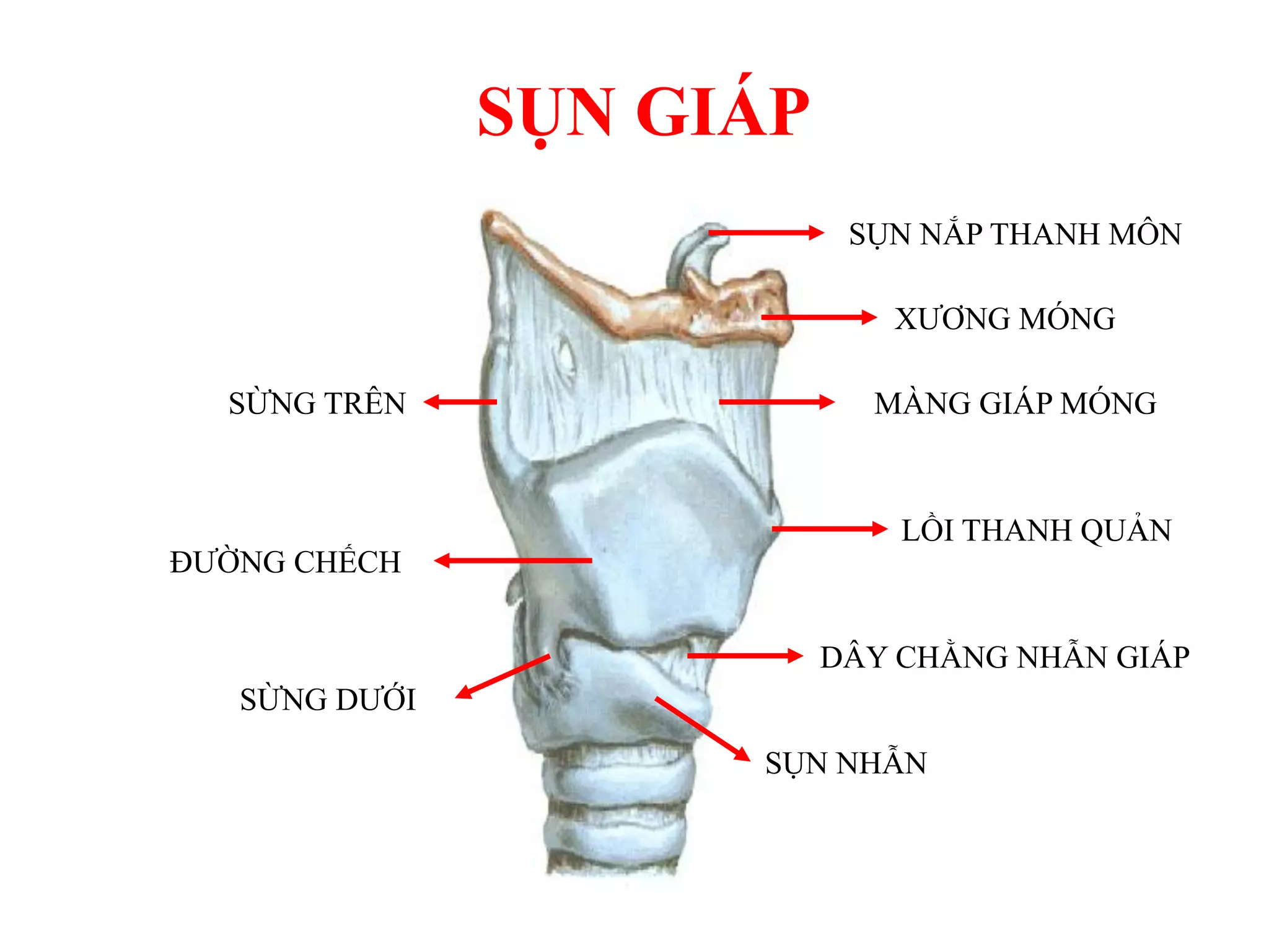 Giải phẫu – ho hap | PDF