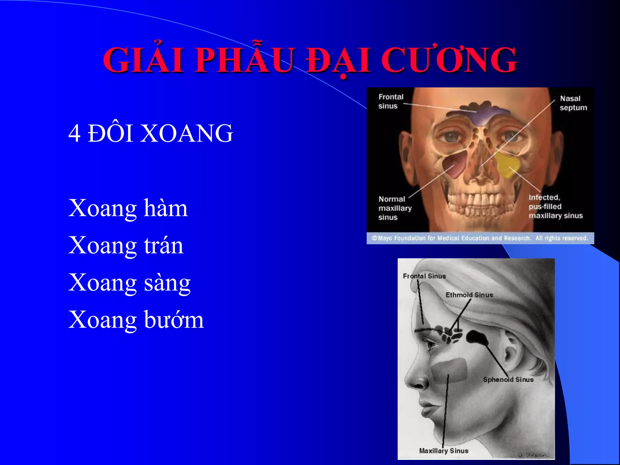 Giải phẫu mũi xoang.pptx