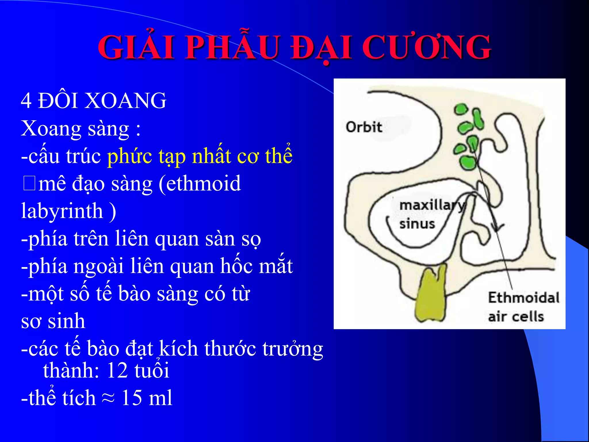 Giải phẫu mũi xoang.pptx