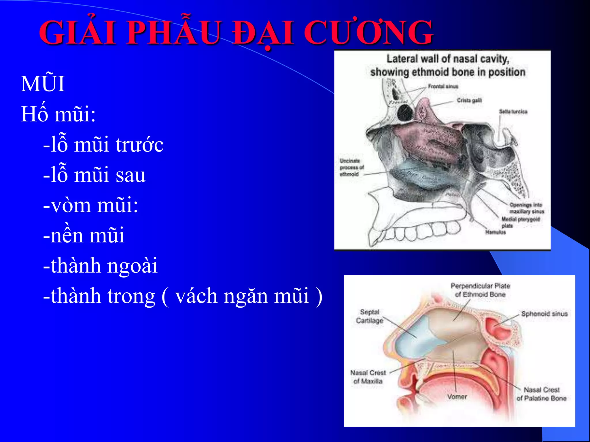 Giải phẫu mũi xoang.pptx