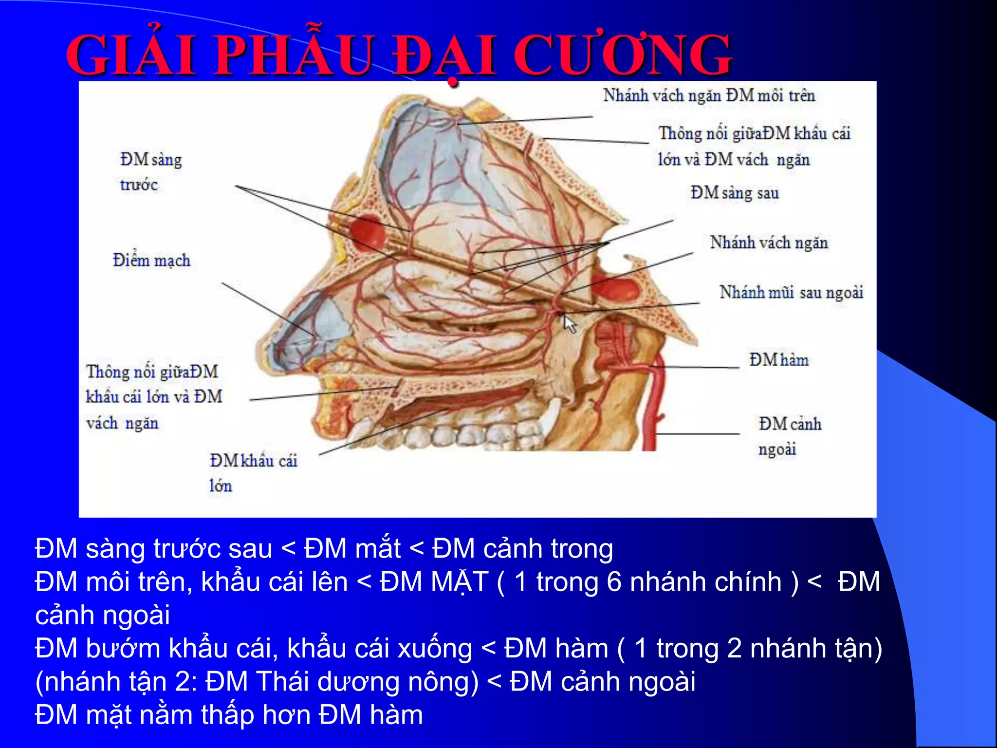 Giải phẫu mũi xoang.pptx