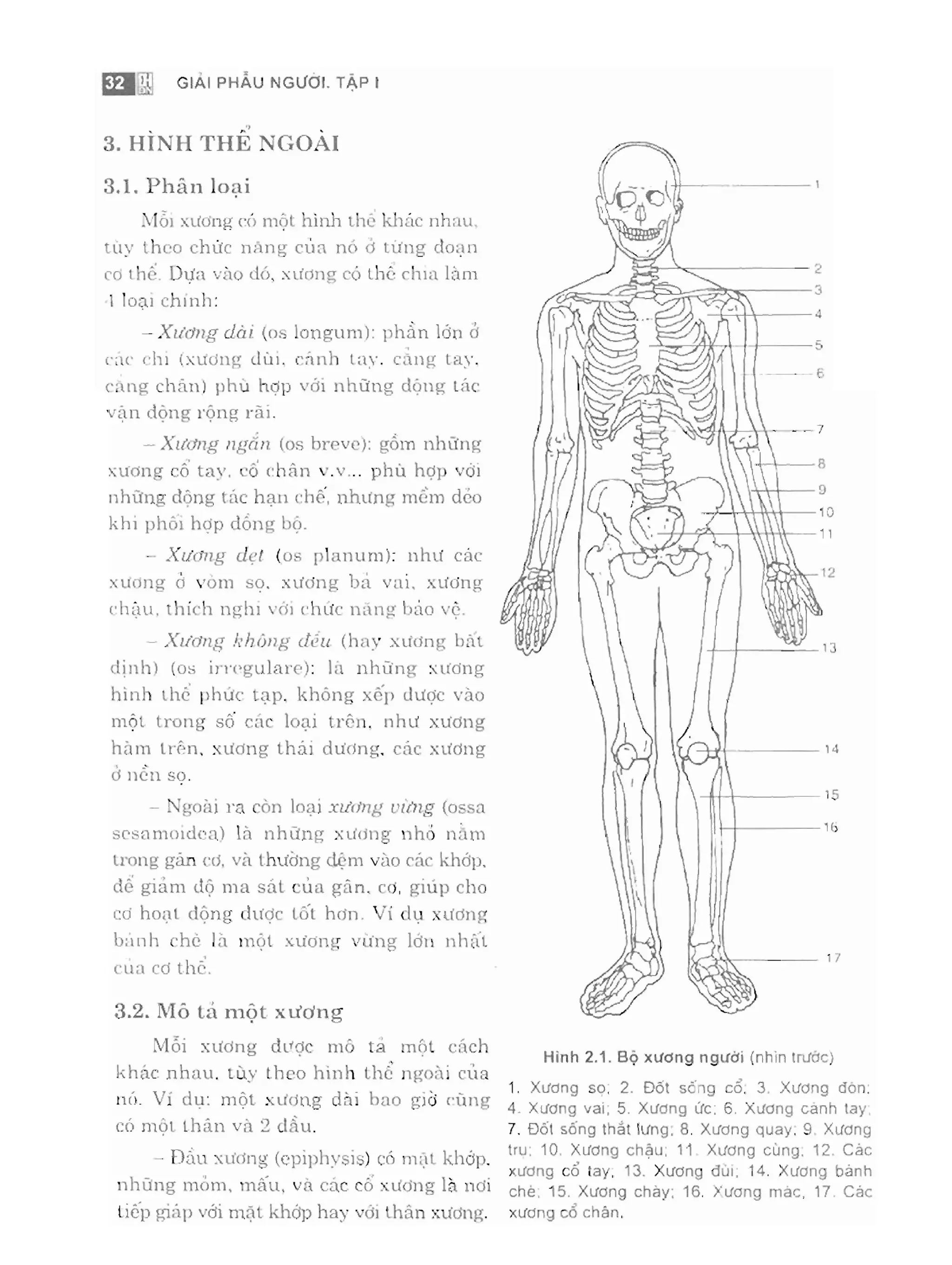 Giải phẫu người tập 1 gs. trịnh văn minh byt | PDF