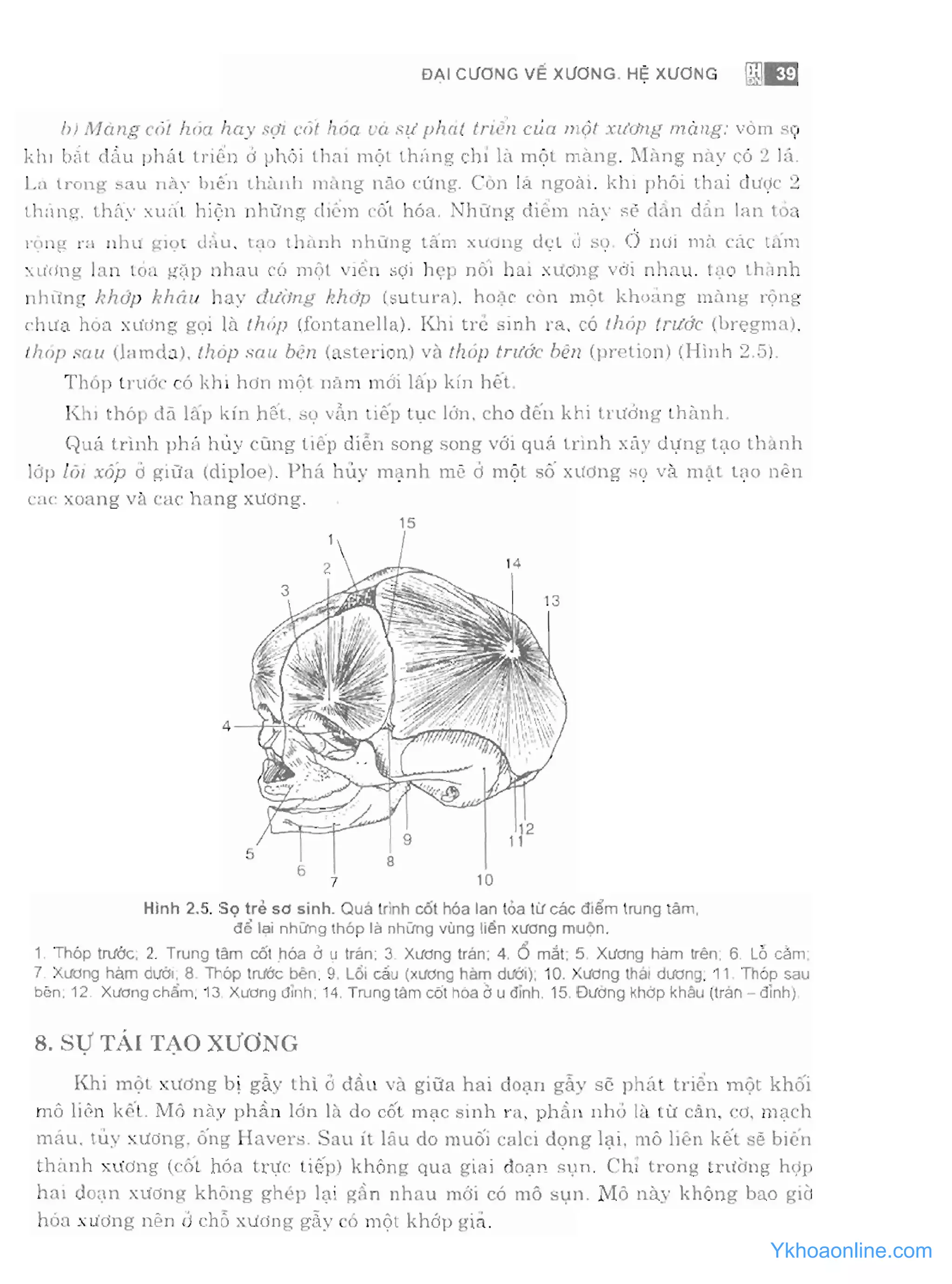 Giải phẫu người tập 1 gs. trịnh văn minh byt | PDF