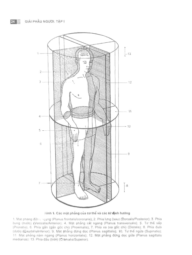 Giải phẫu người tập 1 gs. trịnh văn minh byt | PDF