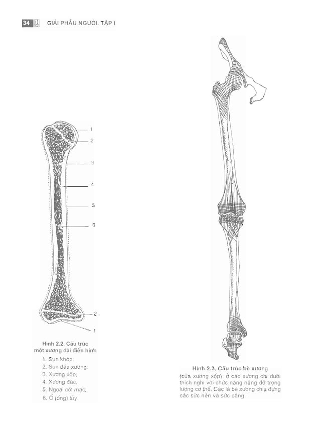 Giải phẫu người tập 1 gs. trịnh văn minh byt | PDF