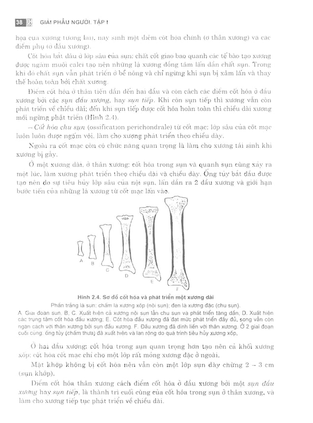 Giải phẫu người tập 1 gs. trịnh văn minh byt | PDF