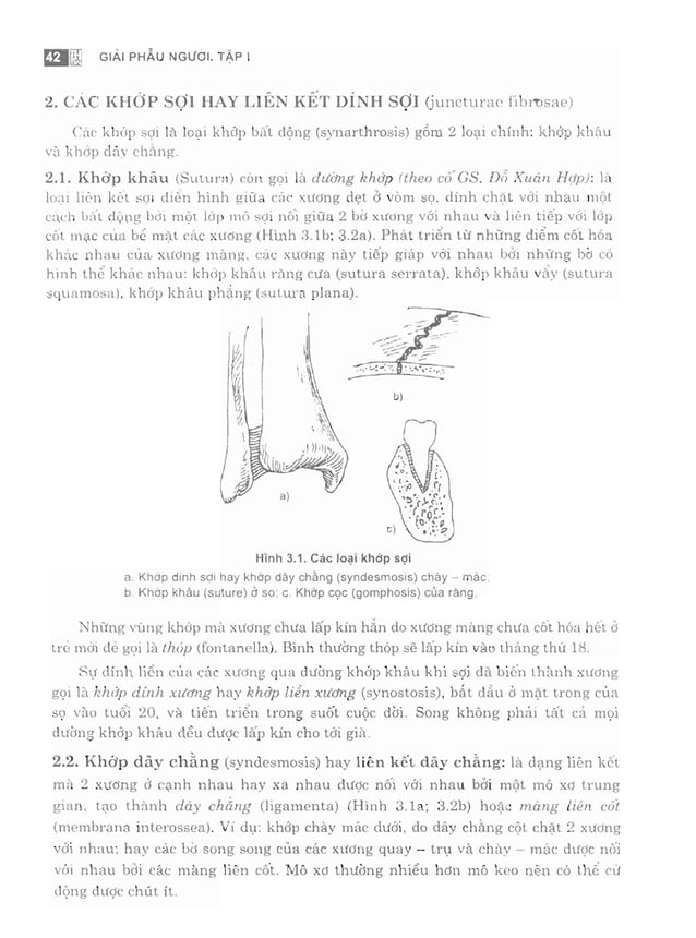 Giải phẫu người tập 1 gs. trịnh văn minh byt | PDF