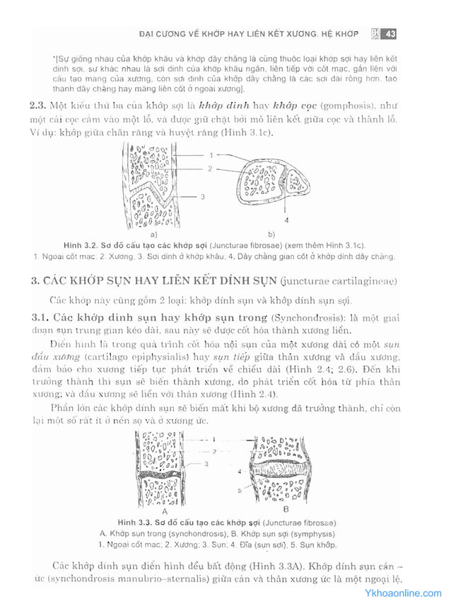 Giải phẫu người tập 1 gs. trịnh văn minh byt | PDF