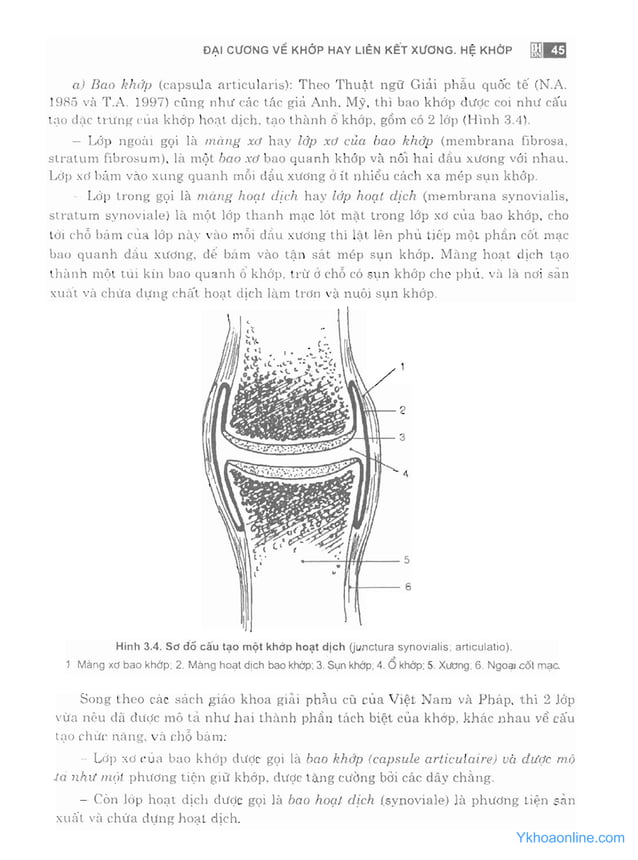 Giải phẫu người tập 1 gs. trịnh văn minh byt | PDF