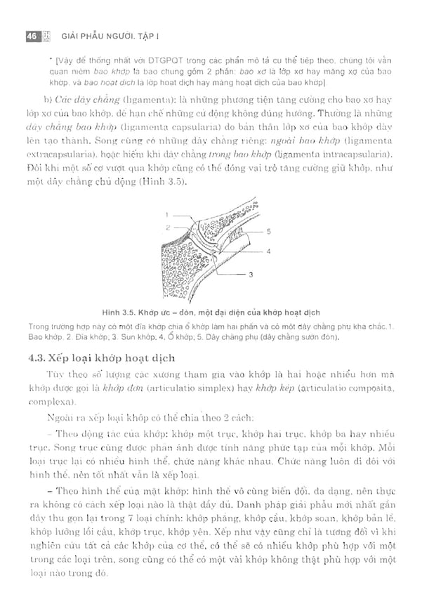 Giải phẫu người tập 1 gs. trịnh văn minh byt | PDF