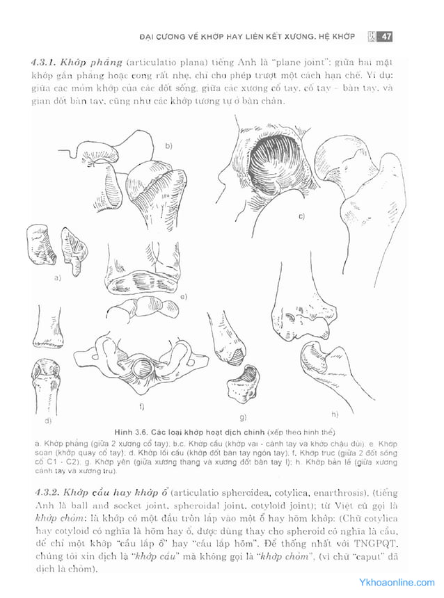Giải phẫu người tập 1 gs. trịnh văn minh byt | PDF