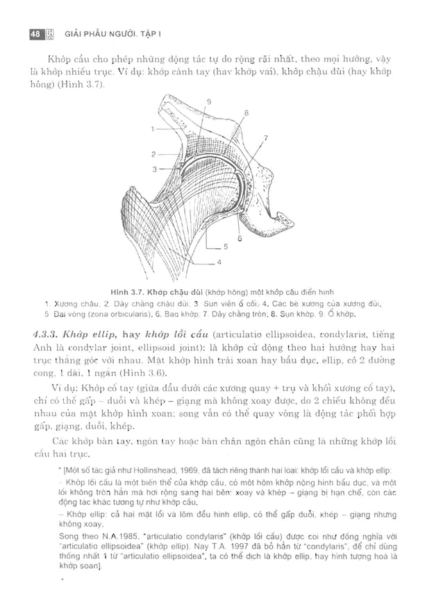 Giải phẫu người tập 1 gs. trịnh văn minh byt | PDF