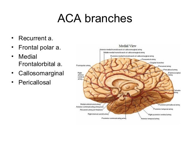 Giải phẫu động mạch não trên lều