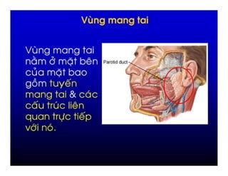 giải phẫu vùng mang tai.pdf