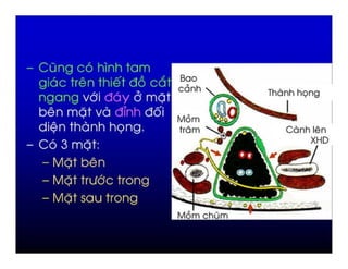 giải phẫu vùng mang tai.pdf