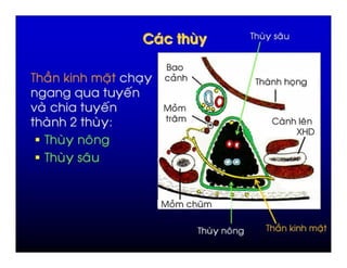 giải phẫu vùng mang tai.pdf