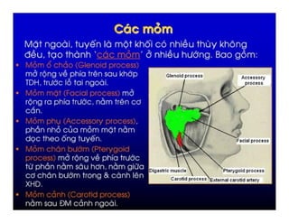 giải phẫu vùng mang tai.pdf