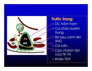 giải phẫu vùng mang tai.pdf