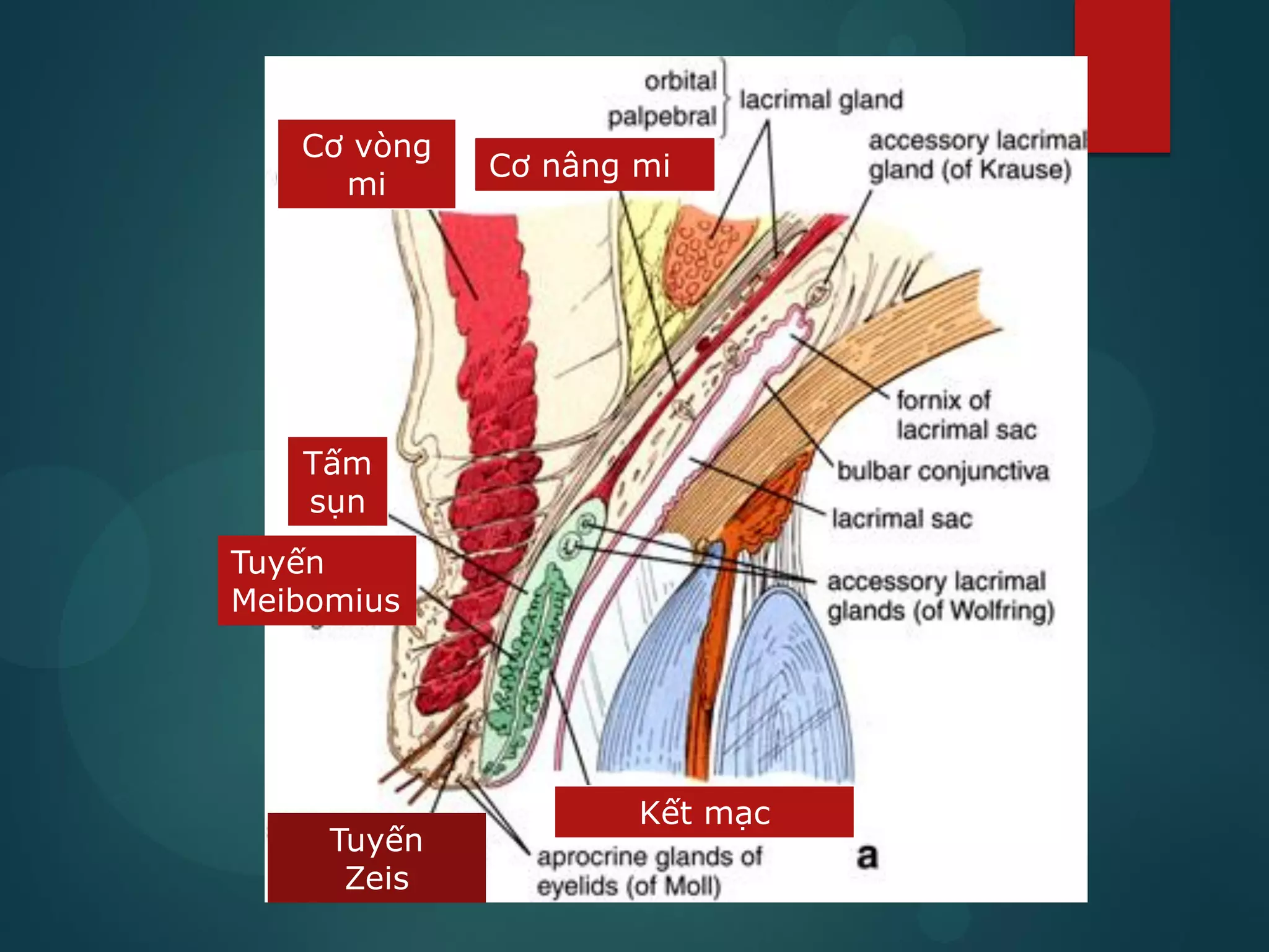 GIẢI PHẪU HỌC VÀ SINH LÝ NHÃN CẦU | PDF