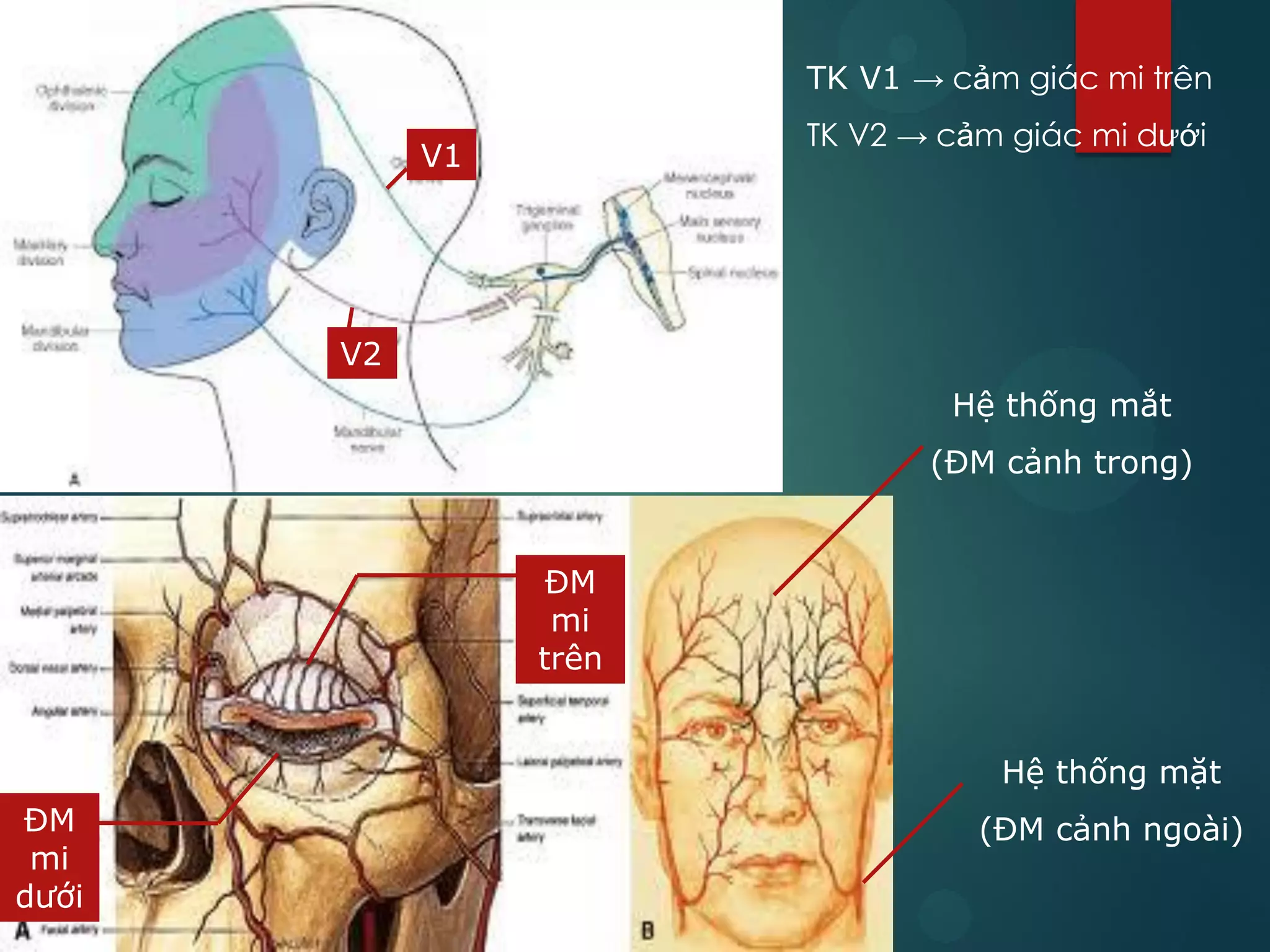 GIẢI PHẪU HỌC VÀ SINH LÝ NHÃN CẦU | PDF
