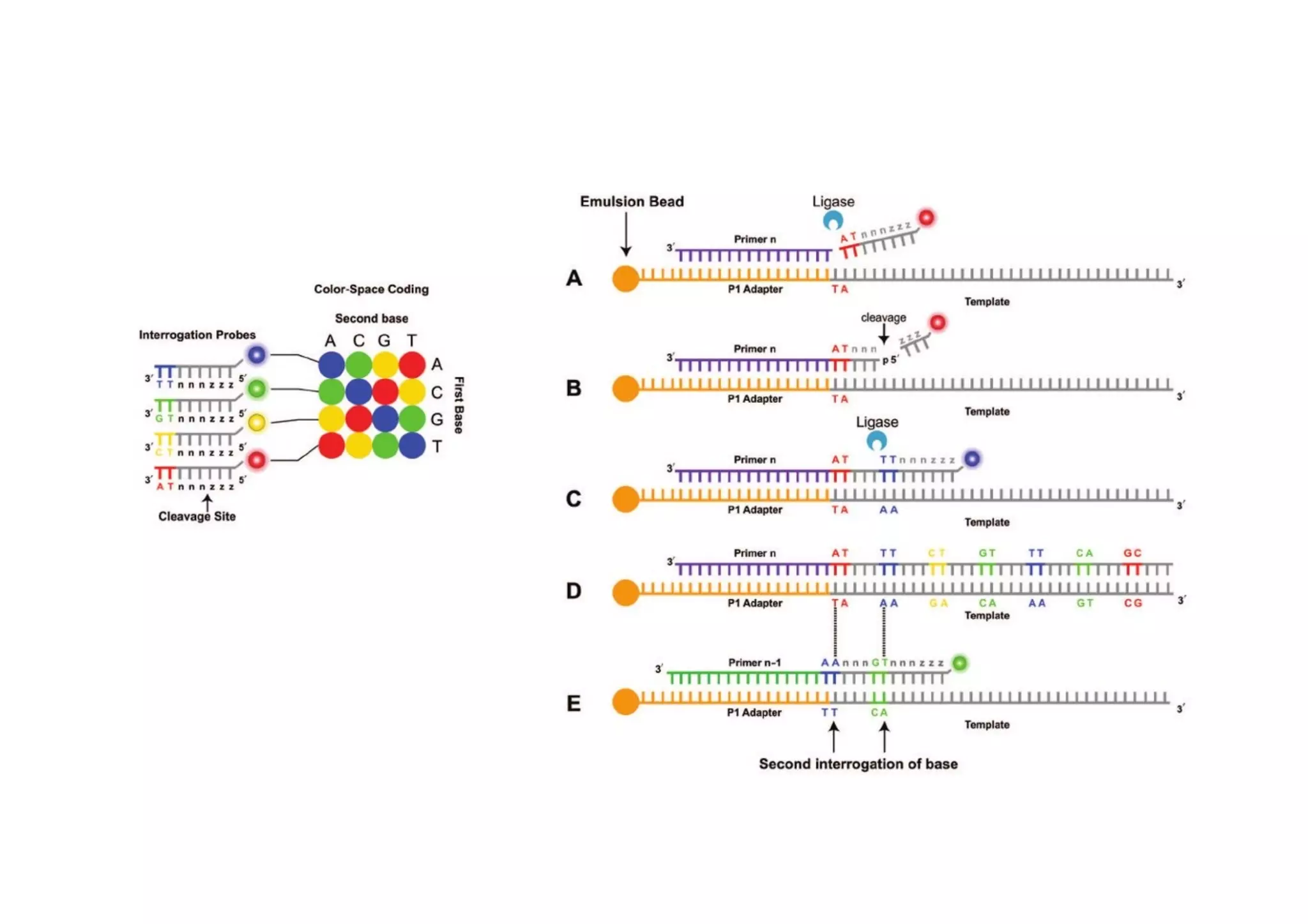 giải trình tự gene.pdf