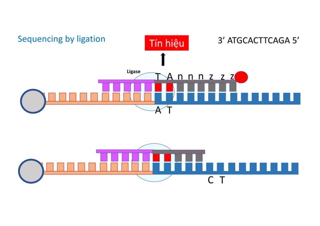 giải trình tự gene.pdf
