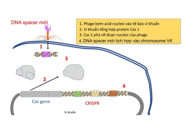 giải trình tự gene.pdf