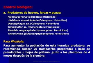 control cultural cultivo de platano-2020.pdf