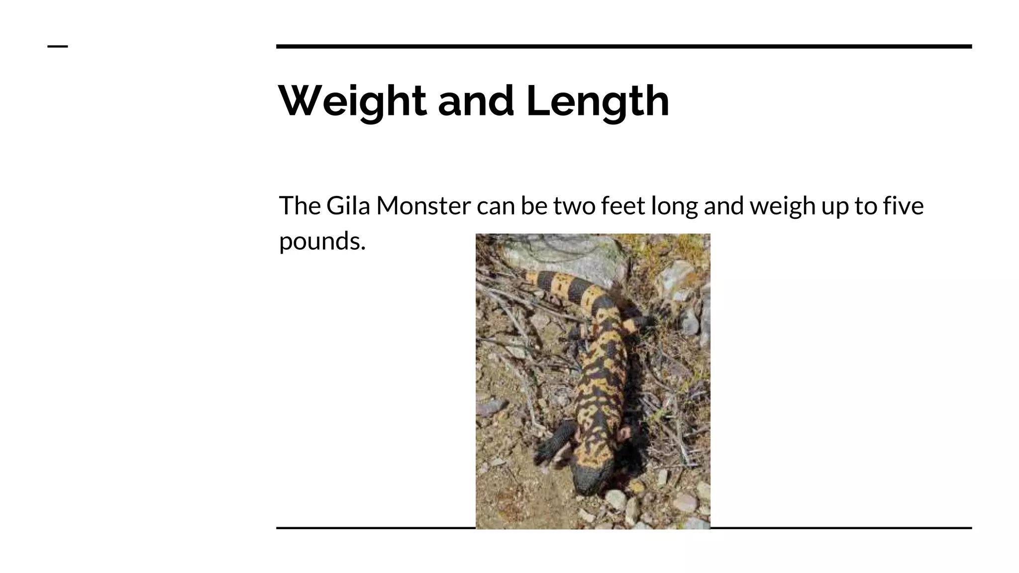 Gila Monster | PPTX