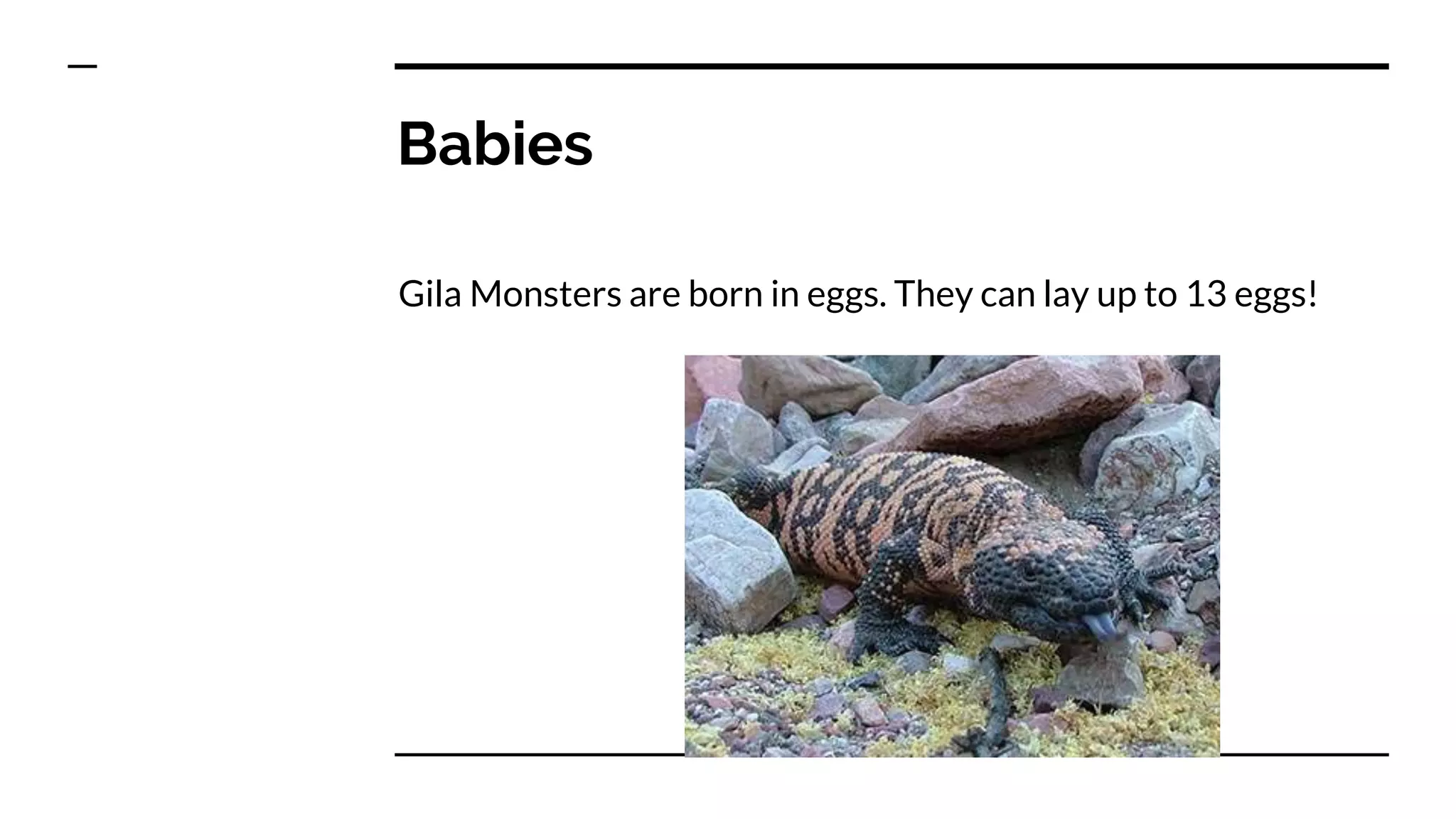 Gila Monster | PPTX