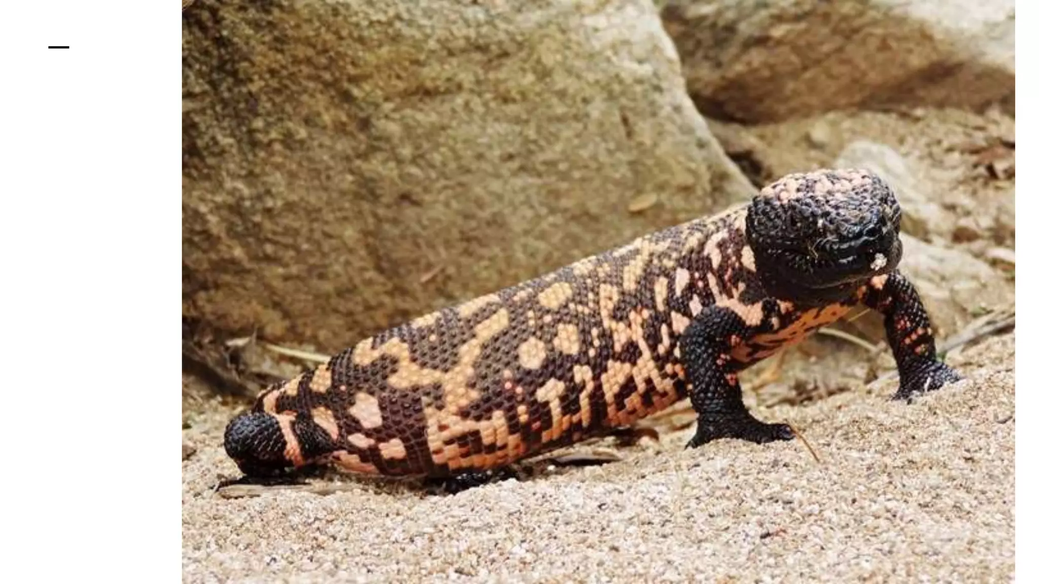 Gila Monster | PPTX
