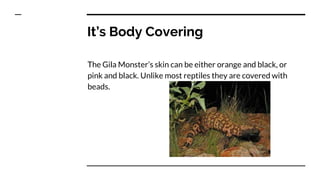 Gila Monster | PPT