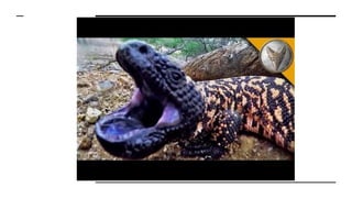 Gila Monster | PPTX