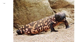 Gila Monster | PPT