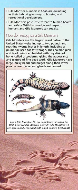 Gila monster brochure | PDF