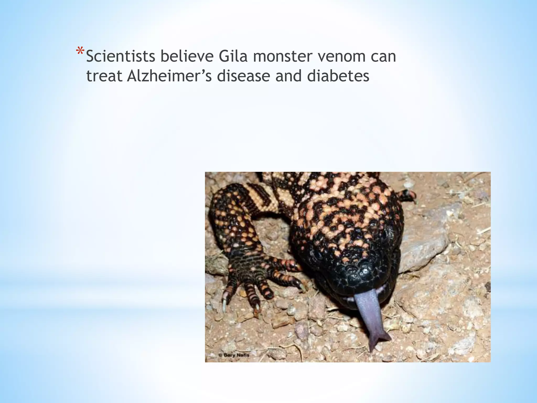 Gila monsters | PPTX