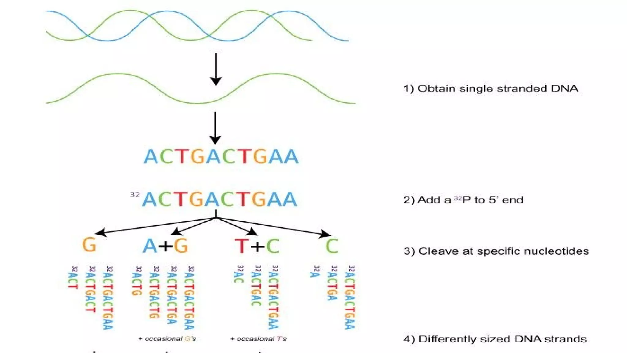 Maxam–Gilbert sequencing | PPT
