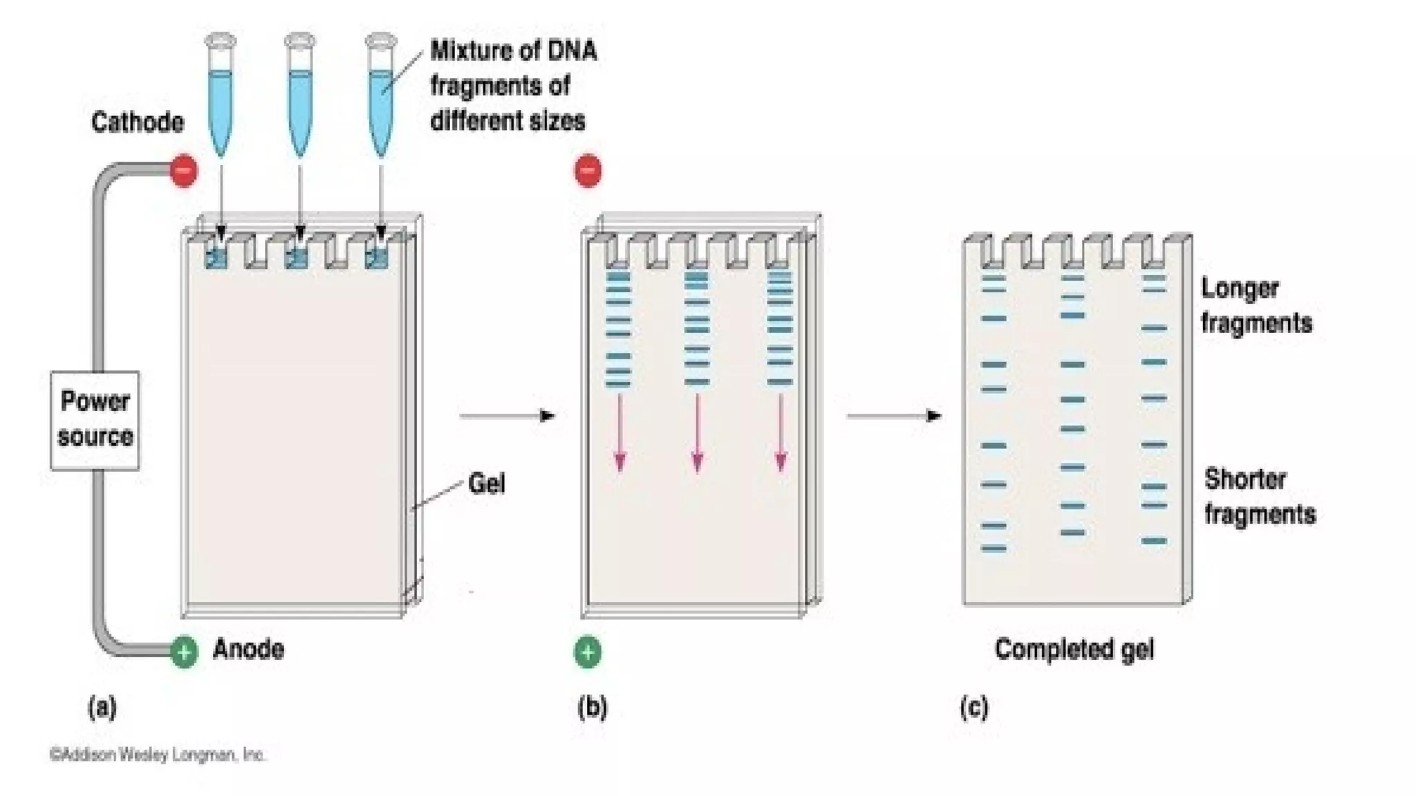 Maxam–Gilbert sequencing | PPT