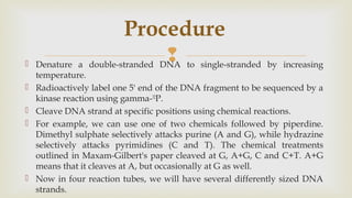 Maxam–Gilbert sequencing | PPT