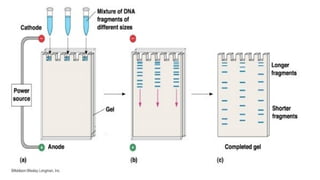 Maxam–Gilbert sequencing | PPT