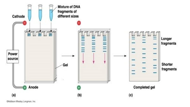 Maxam–Gilbert sequencing | PPT