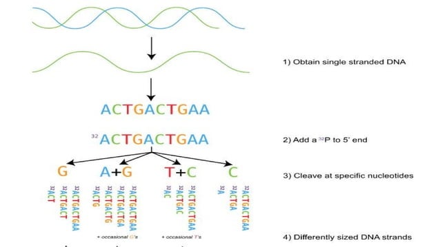 Maxam–Gilbert sequencing