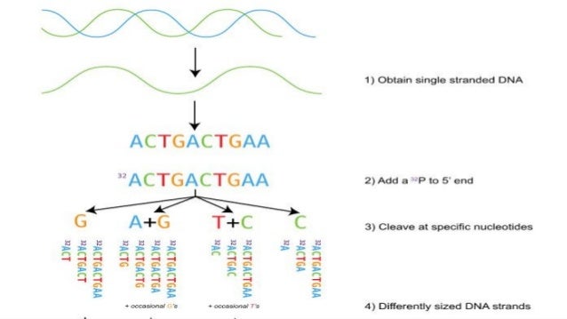 Maxam–Gilbert sequencing
