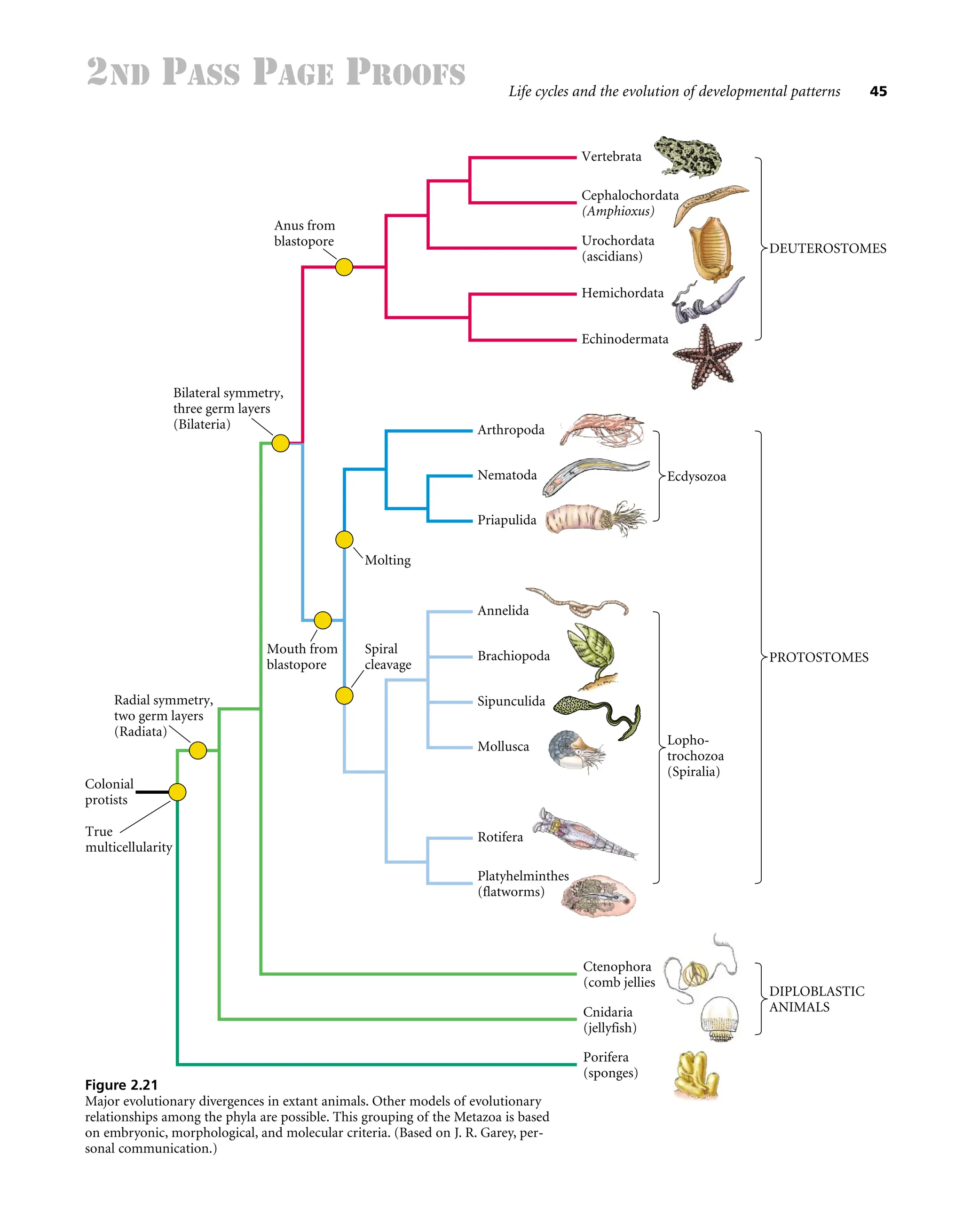 Life cycle and evolution of developmental patterns | PDF