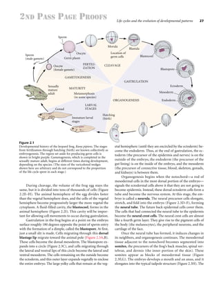 Life cycle and evolution of developmental patterns | PDF