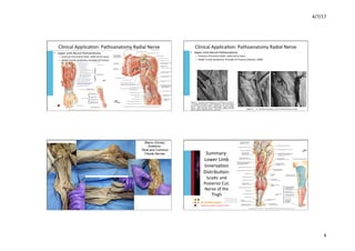 ‘Clinical Neurodynamics: clinical application from an anatomical ...