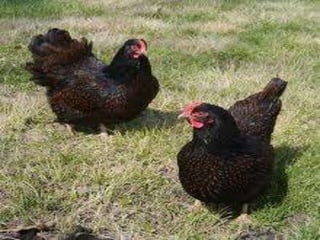 Gilgit baltistan backyard poultry farming A Series of Presentation ...