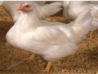 Gilgit baltistan backyard poultry farming A Series of Presentation ...