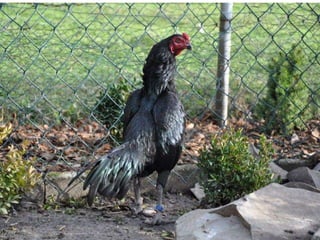 Gilgit baltistan backyard poultry farming A Series of Presentation ...