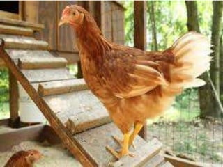 Gilgit baltistan backyard poultry farming A Series of Presentation ...